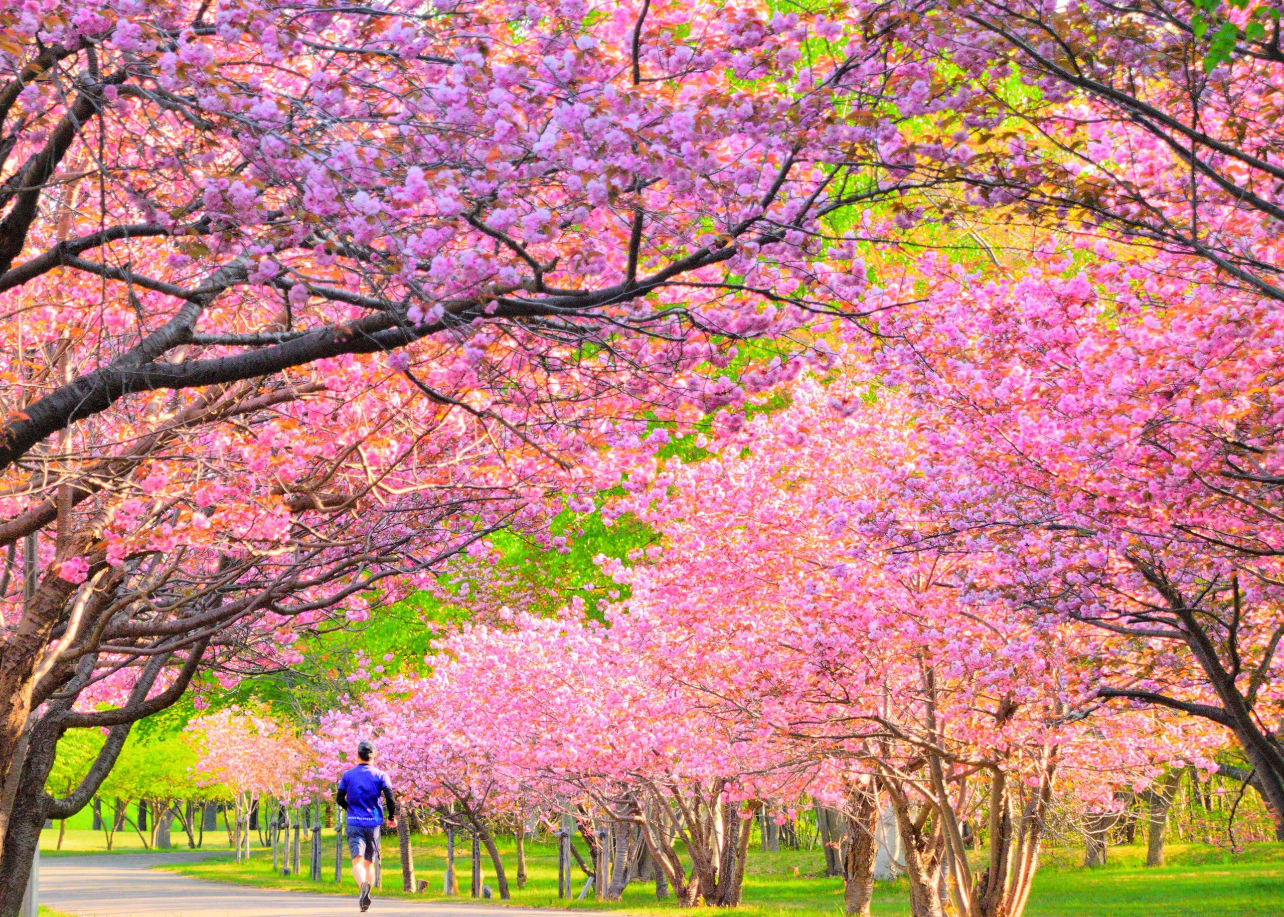 令和7年度「さくら功労者」が決定しました。 | 北海道さくらの会